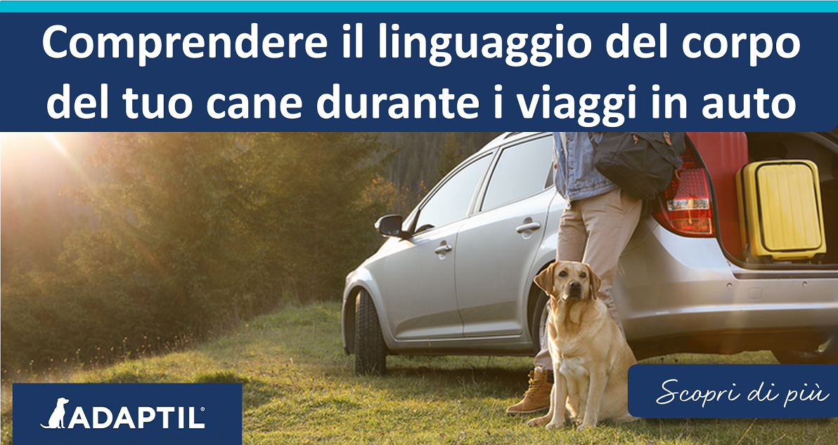 Comprendere il linguaggio del corpo del tuo cane durante i viaggi i au