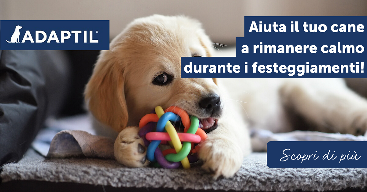 Aiuta il tuo cane a rimanere calmo durante i festeggiamenti! Aiuta il tuo cane a rimanere calmo durante i festeggiamenti!