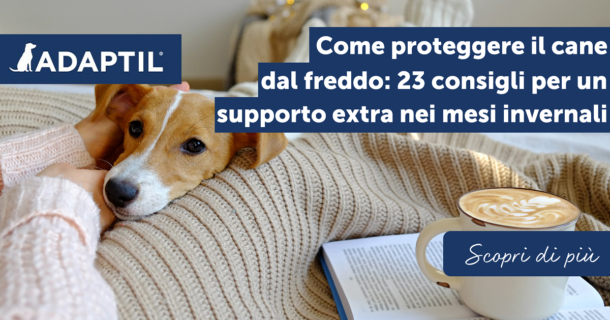 Come proteggere il cane dal freddo: 23 consigli per un supporto extra
