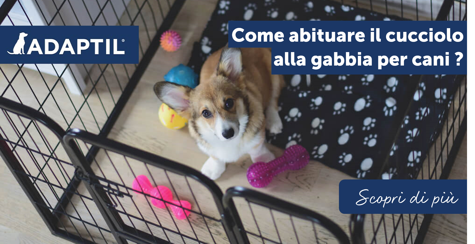 Come abituare il cucciolo alla gabbia per cani?
