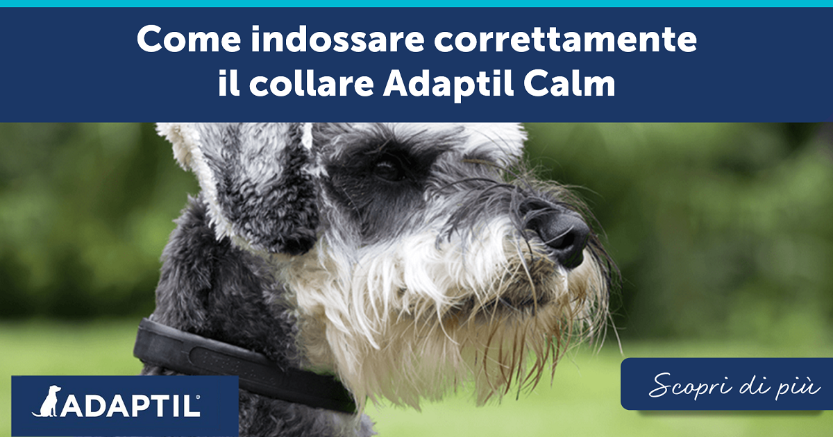 Come Indossare Correttamente Il Collare Adaptil Calm