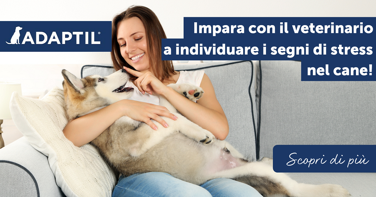 Impara con il Veterinario a individuare i segni di stress nel cane!